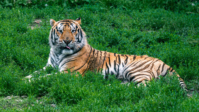 Ferocious Images – Browse 866,619 Stock Photos, Vectors, and Video ...