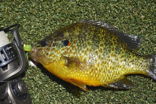 "Black Crappie" Bilder – Durchsuchen 115 Archivfotos, Vektorgrafiken ...