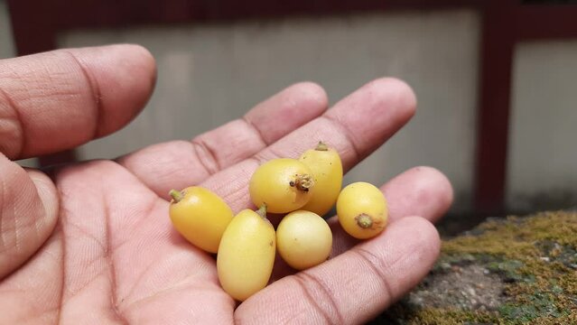 "Neem Fruit" Images – Browse 242 Stock Photos, Vectors, and Video ...