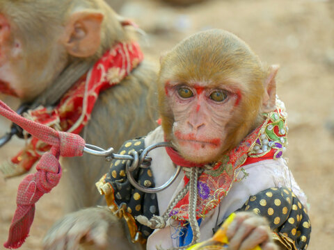 Lady Monkey With Makeup | Saubhaya Makeup