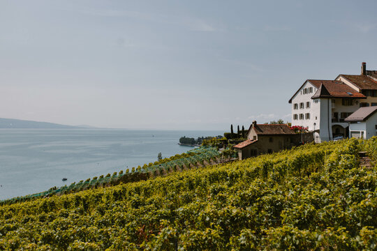 Lozanna Images – Browse 42 Stock Photos, Vectors, and Video | Adobe Stock