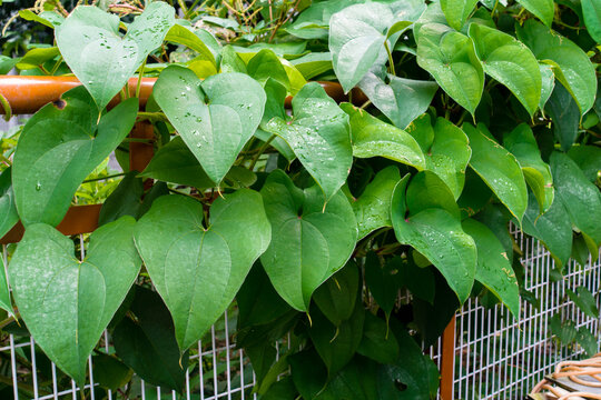 Scandent Bilder – Durchsuchen 144 Archivfotos, Vektorgrafiken und ...