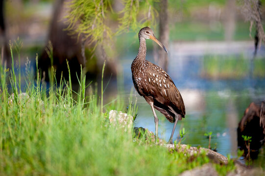 Imágenes de Garsa: descubre bancos de fotos, ilustraciones, vectores y ...