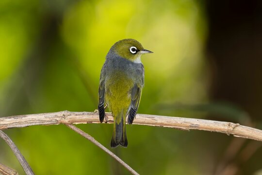 Zosterops Images – Browse 1,942 Stock Photos, Vectors, and Video ...