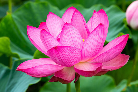 Beautifulness-Bilder: Stock-Fotos & -Videos. | Adobe Stock