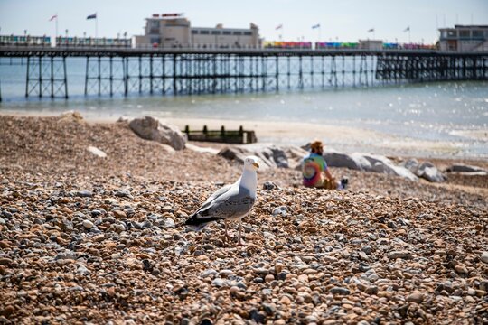 "Worthing Pier" Bilder – Durchsuchen 82 Archivfotos, Vektorgrafiken und ...