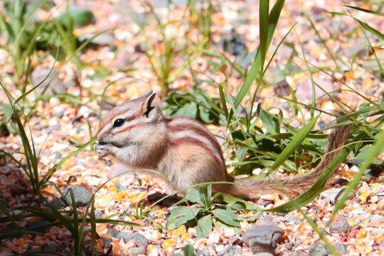 Chipmonk Images – Browse 76,473 Stock Photos, Vectors, and Video ...