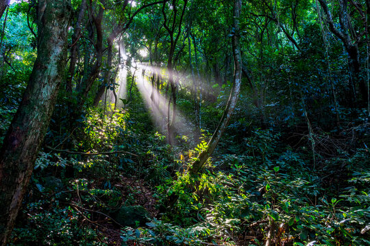 Brazilian Rainforest Images – Browse 19,758 Stock Photos, Vectors, and ...