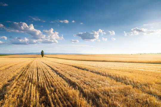 Imágenes de Gleba: descubre bancos de fotos, ilustraciones, vectores y ...