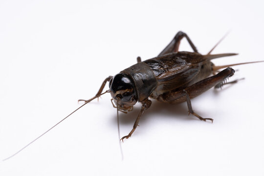 รูปภาพGrylloidea – เลือกดูภาพถ่ายสต็อก เวกเตอร์ และวิดีโอ277 | Adobe Stock