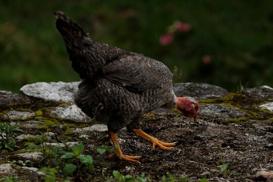 รูปภาพFeatherless – เลือกดูภาพถ่ายสต็อก เวกเตอร์ และวิดีโอ580 | Adobe Stock