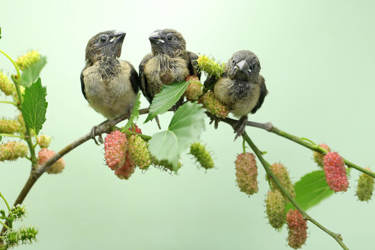 Feldspatzen Bilder – Durchsuchen 6,670 Archivfotos, Vektorgrafiken und ...