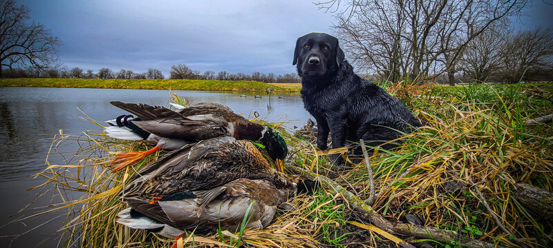 Black Lab Duck Hunting