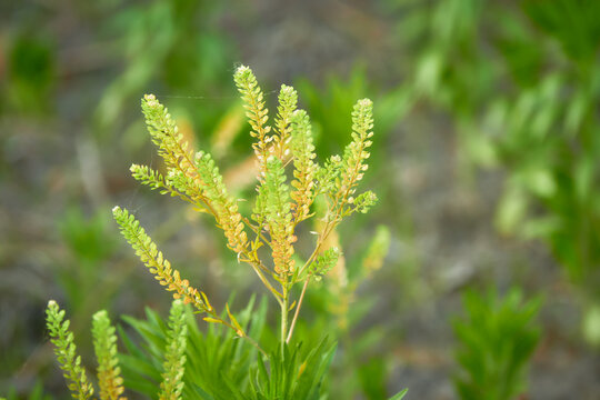 Imágenes de Estepicursor: descubre bancos de fotos, ilustraciones ...