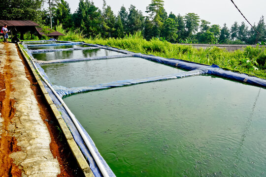 Catfish Farming In Tanks