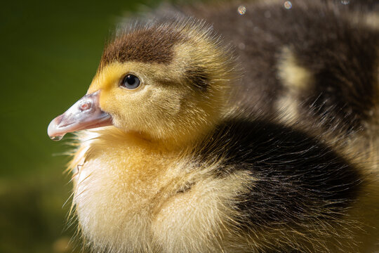 Patito 이미지 – 찾아보기 1,665 스톡 사진, 벡터 및 비디오 | Adobe Stock