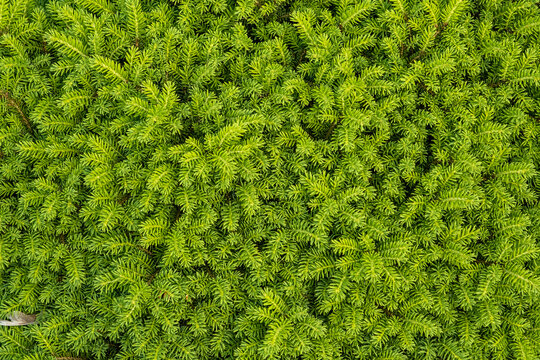 Pine Leaf Texture Images – Browse 122,037 Stock Photos, Vectors, and ...