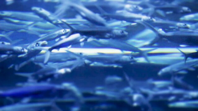 "Milk Fish" Images – Browse 1,195 Stock Photos, Vectors, and Video ...
