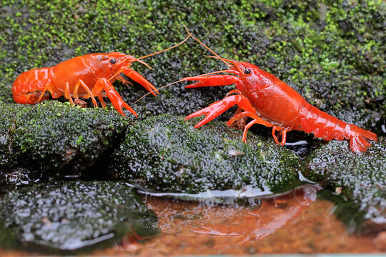 "Rainbow Lobster" Bilder – Durchsuchen 237 Archivfotos, Vektorgrafiken ...