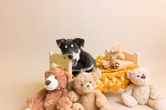 Schnozzle Bilder – Durchsuchen 4,770 Archivfotos, Vektorgrafiken und ...