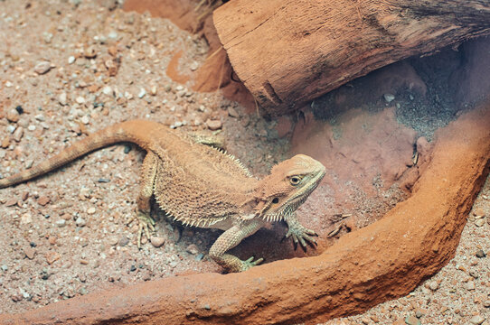 Imágenes de Saurio: descubre bancos de fotos, ilustraciones, vectores y ...