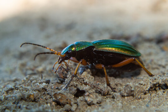 「Biegacz」の写真素材 | 353件の無料イラスト画像 | Adobe Stock