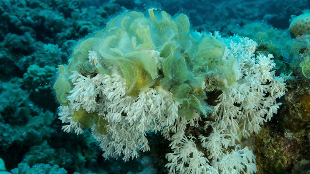 Heteroxenia Images – Browse 22 Stock Photos, Vectors, and Video | Adobe ...