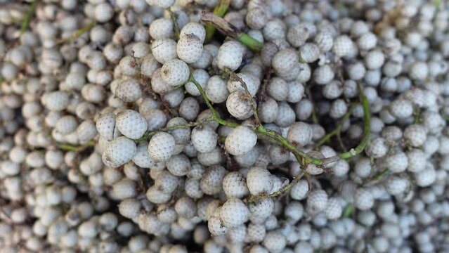 Vetra Images – Browse 40 Stock Photos, Vectors, and Video | Adobe Stock