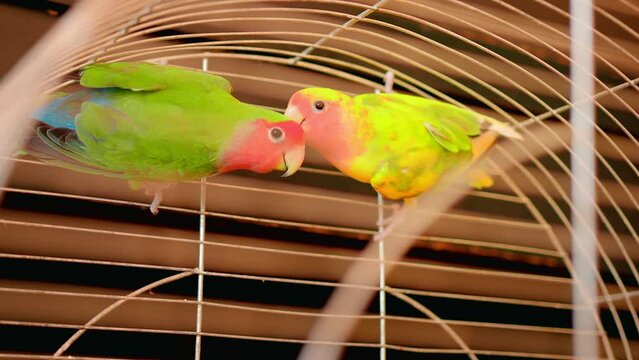 Inseparable Images – Browse 2,847 Stock Photos, Vectors, and Video ...