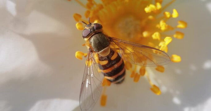 Wasp Flying Images – Browse 117,343 Stock Photos, Vectors, and Video ...