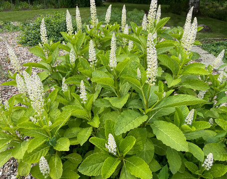 Scoke Bilder – Durchsuchen 2,872 Archivfotos, Vektorgrafiken und Videos ...