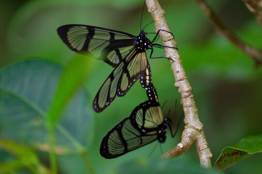 รูปภาพGlasswing – เลือกดูภาพถ่ายสต็อก เวกเตอร์ และวิดีโอ1,021 | Adobe Stock