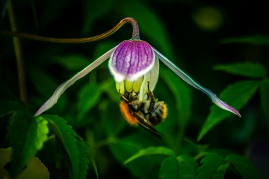 Imágenes de Kwiecie: descubre bancos de fotos, ilustraciones, vectores y vídeos de 558 | Adobe Stock