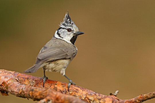 「Czubatka」の画像 - 82 件の Stock 写真、ベクターおよびビデオ | Adobe Stock