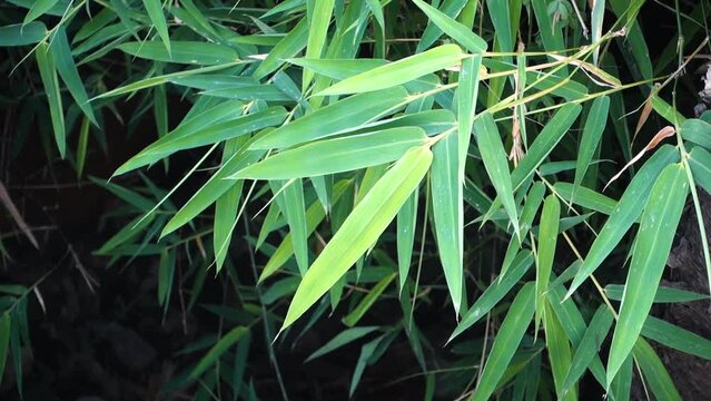 Arundinaria Images – Browse 52 Stock Photos, Vectors, and Video | Adobe ...