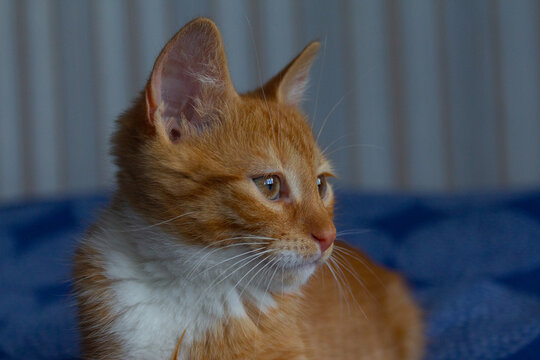 รูปภาพRedcat – เลือกดูภาพถ่ายสต็อก เวกเตอร์ และวิดีโอ160 | Adobe Stock
