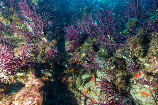 Gorgonie Bilder – Durchsuchen 10,480 Archivfotos, Vektorgrafiken und ...