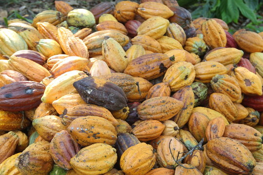 Cacau 이미지 – 찾아보기 2,108 스톡 사진, 벡터 및 비디오 | Adobe Stock