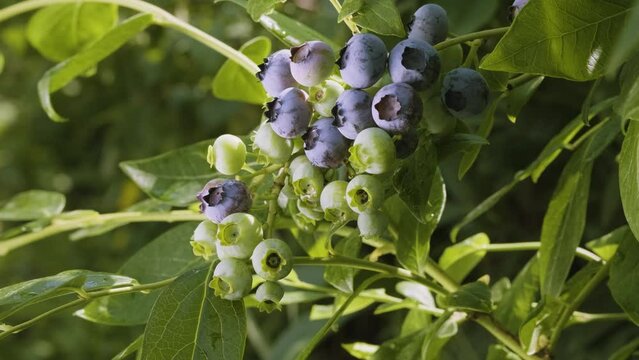 Imágenes de Huckleberries: descubre bancos de fotos, ilustraciones ...