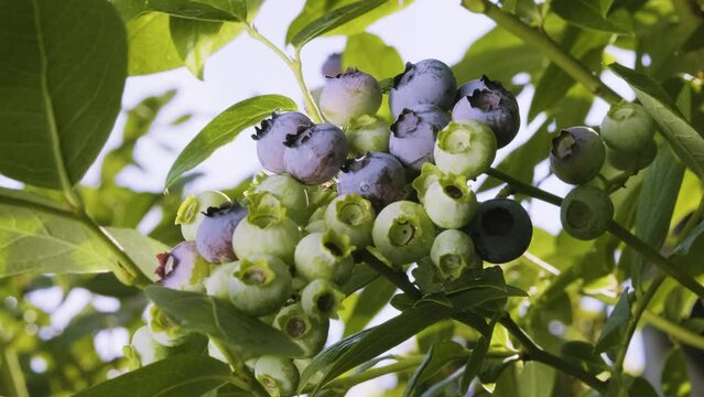 Imágenes de Huckleberries: descubre bancos de fotos, ilustraciones ...