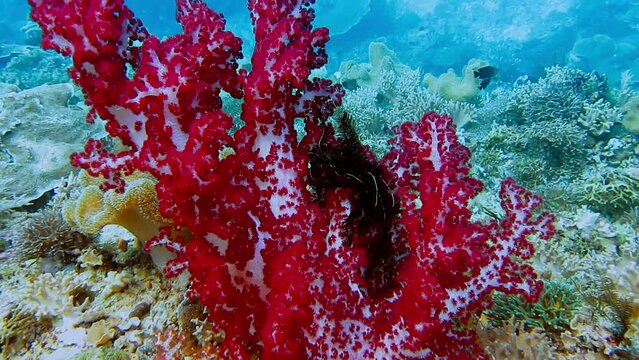 Reefscape Images – Browse 2,058 Stock Photos, Vectors, and Video ...