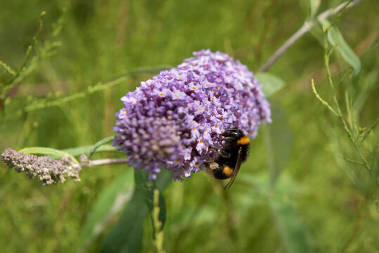 รูปภาพCorbiculae – เลือกดูภาพถ่ายสต็อก เวกเตอร์ และวิดีโอ925 | Adobe Stock