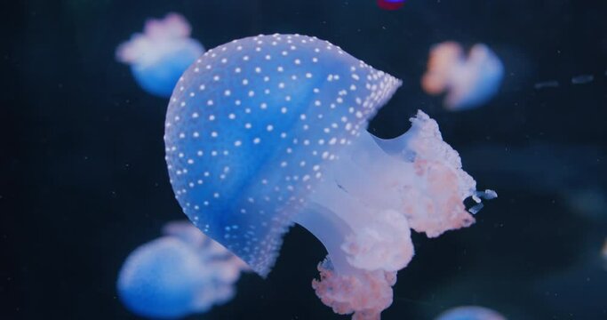 Staurozoa bilder – Bläddra bland 116 stockfoton, vektorer och videor ...