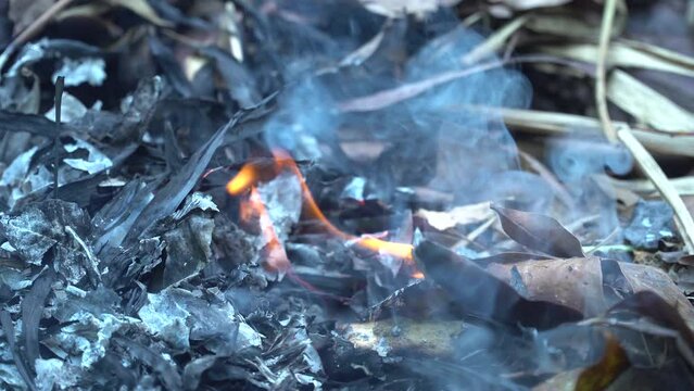 Leaf Litter Images – Browse 25,084 Stock Photos, Vectors, and Video ...