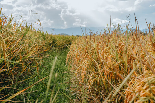 "Golden Rice Field" Images – Browse 227 Stock Photos, Vectors, and ...