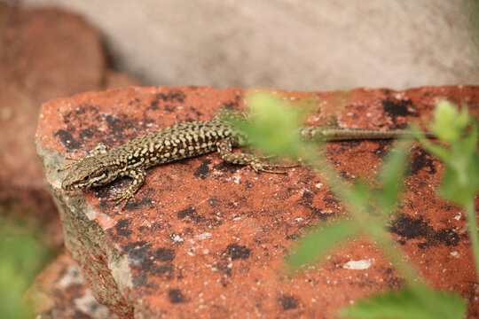 Batracien Bilder – Durchsuchen 1,292 Archivfotos, Vektorgrafiken und ...