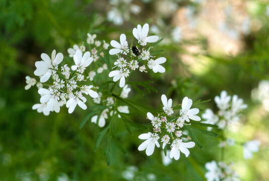 Coriandre Images – Browse 1,321 Stock Photos, Vectors, and Video ...