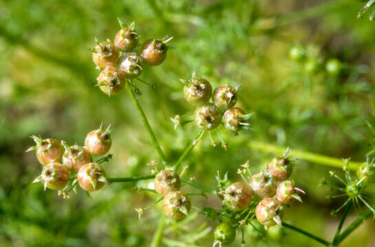 Coriandre Images – Browse 1,321 Stock Photos, Vectors, and Video ...