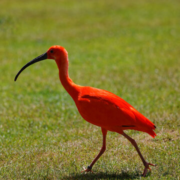 Echassier 이미지 – 찾아보기 916 스톡 사진, 벡터 및 비디오 | Adobe Stock