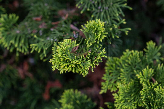 รูปภาพHinoki – เลือกดูภาพถ่ายสต็อก เวกเตอร์ และวิดีโอ9,159 | Adobe Stock